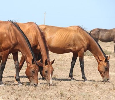 AKHAL-TEKE - Raza de Caballo - Historia y orígen..