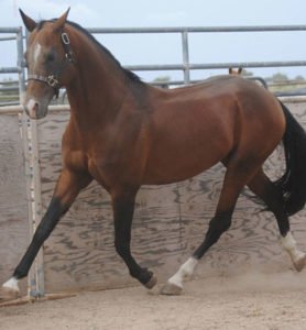 AKHAL-TEKE - Raza de Caballo - Historia y orígen..
