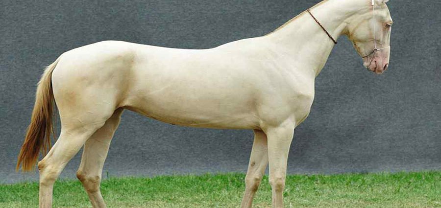 AKHAL-TEKE - Raza de Caballo - Historia y orígen..