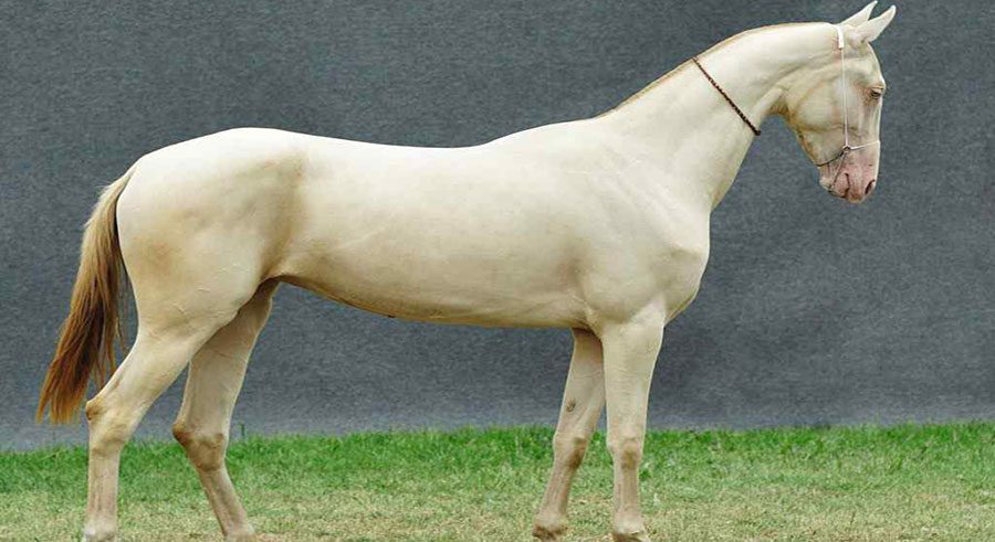 AKHAL-TEKE - Raza de Caballo - Historia y orígen..