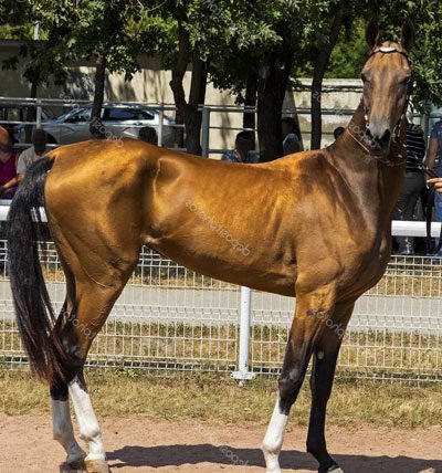 AKHAL-TEKE - Raza de Caballo - Historia y orígen..