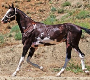 AKHAL-TEKE - Raza de Caballo - Historia y orígen..